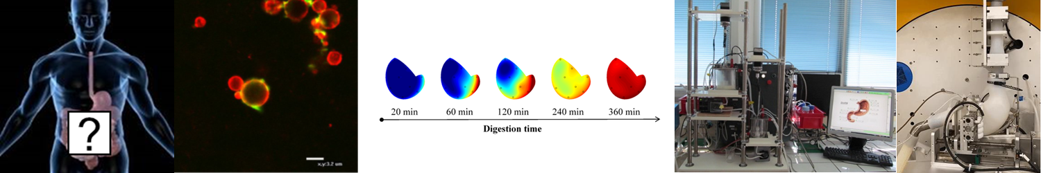 UMR STLO Unit - BN group