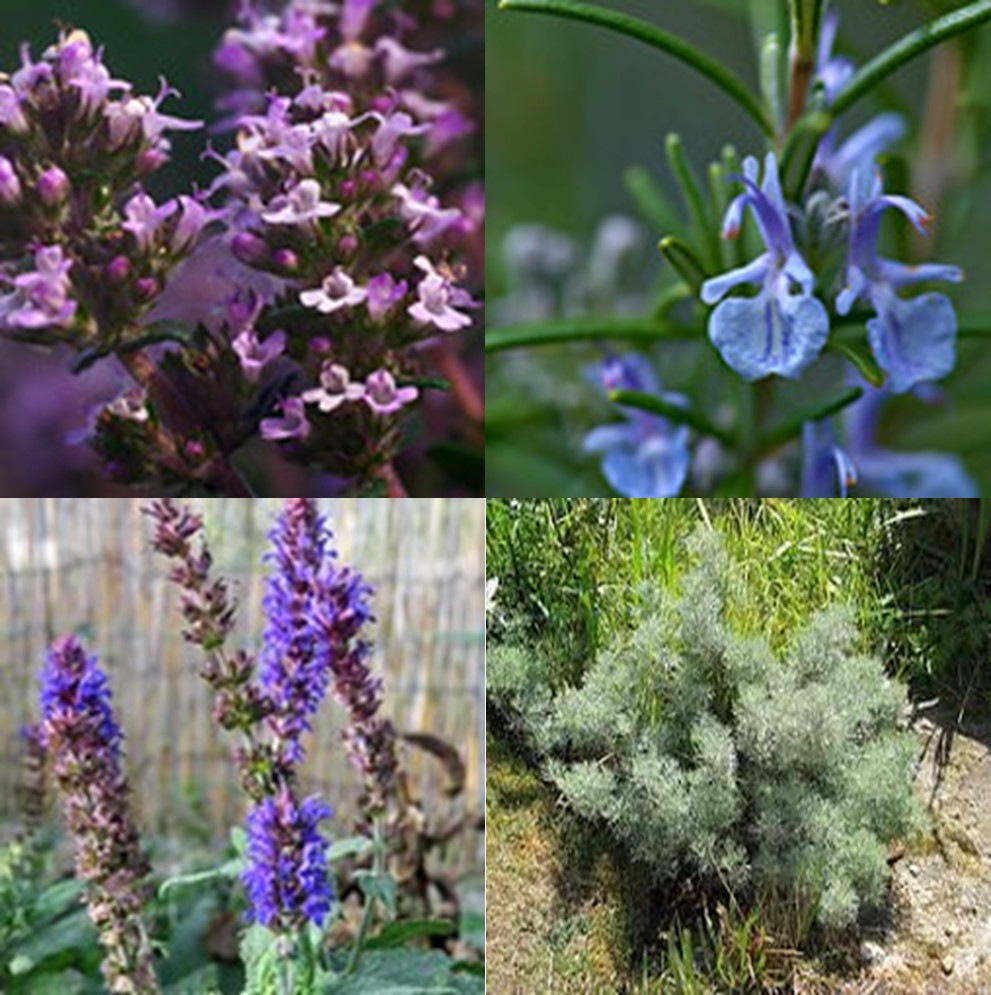 UMR STLO Unit - Recent results